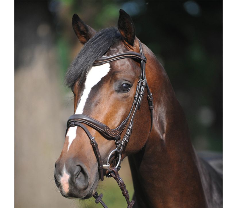 Uzda Kavalkade Ivy - Horizont Adria